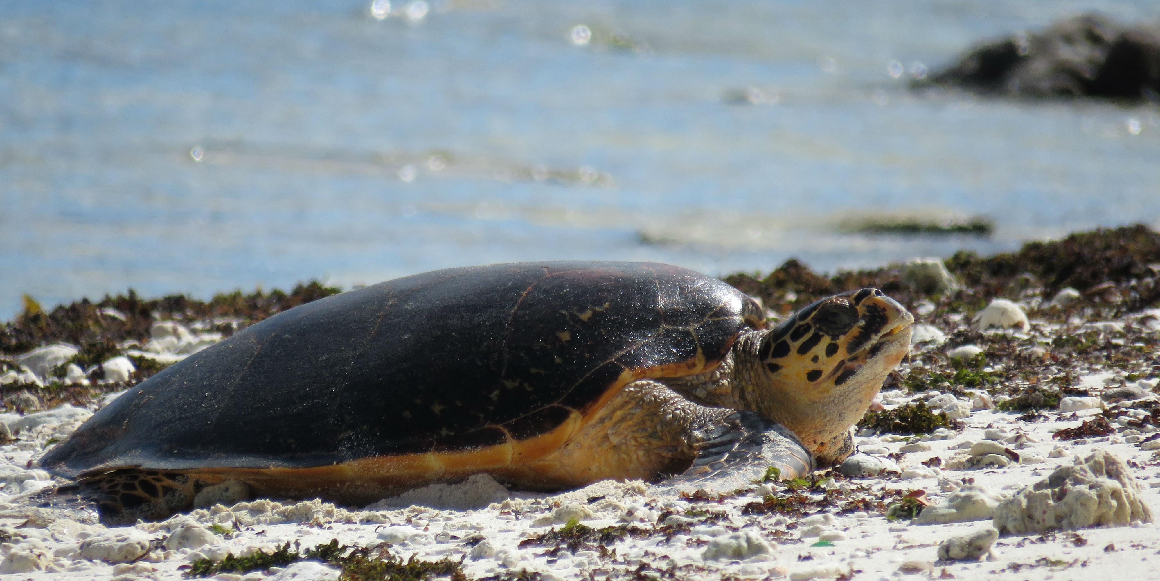 Learn more about endangered sea turtles and how you can help to protect ...