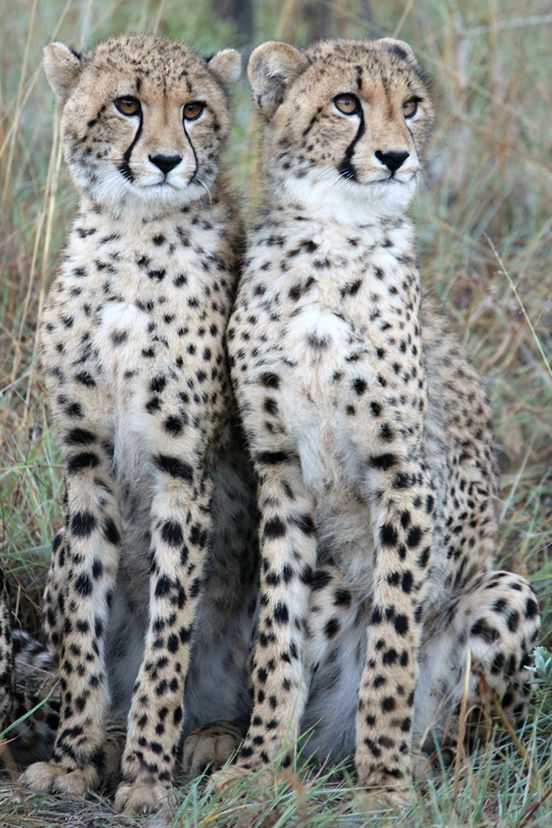 Cheetah Conservation and Research Project in South Africa | GVI USA
